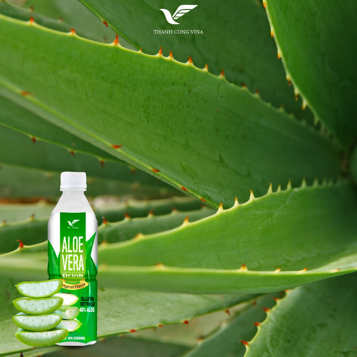 How to Make Fresh Aloe Vera Drink at Home Without Bitterness - Thanh ...