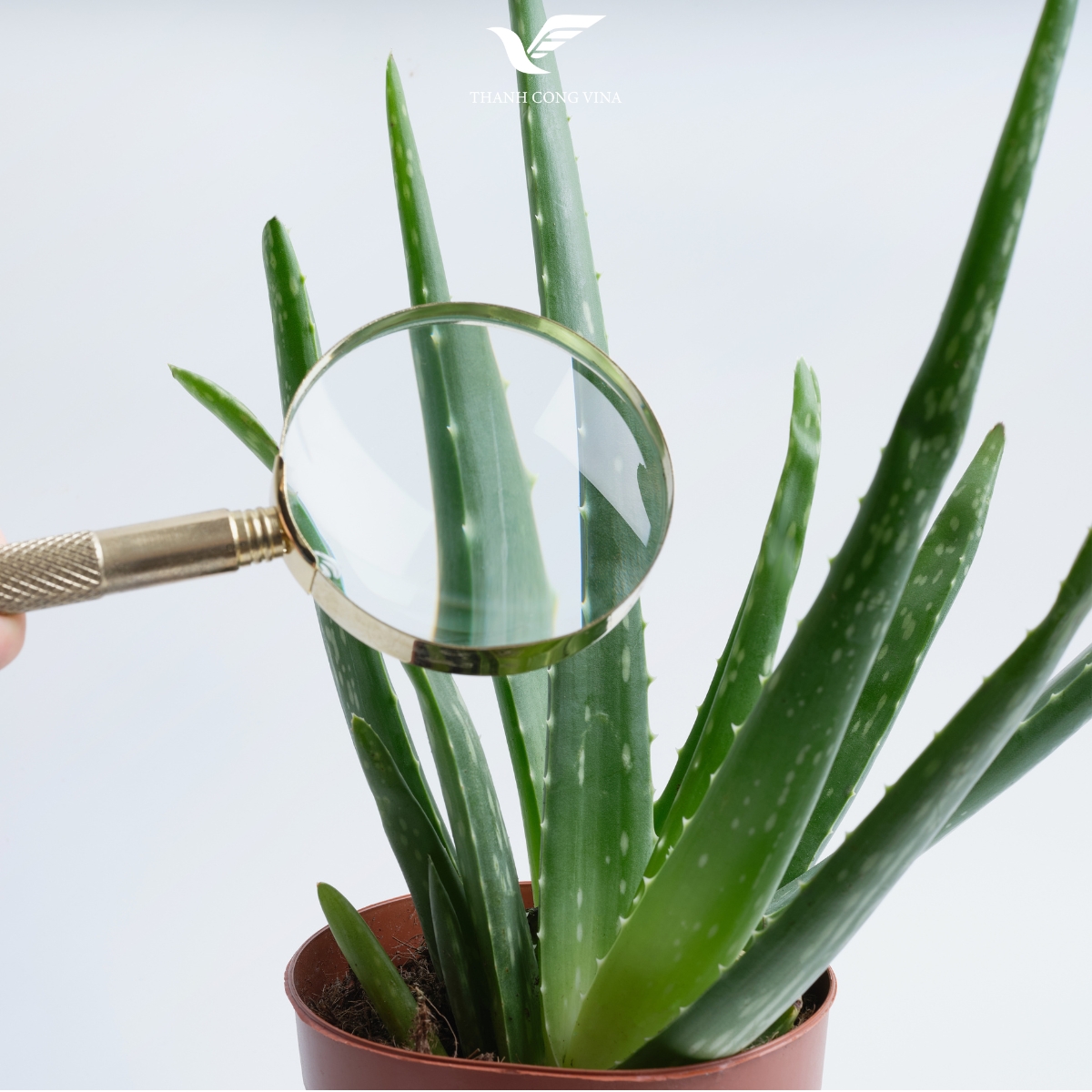 How to Make Fresh Aloe Vera Drink at Home Without Bitterness - Thanh Cong Vina