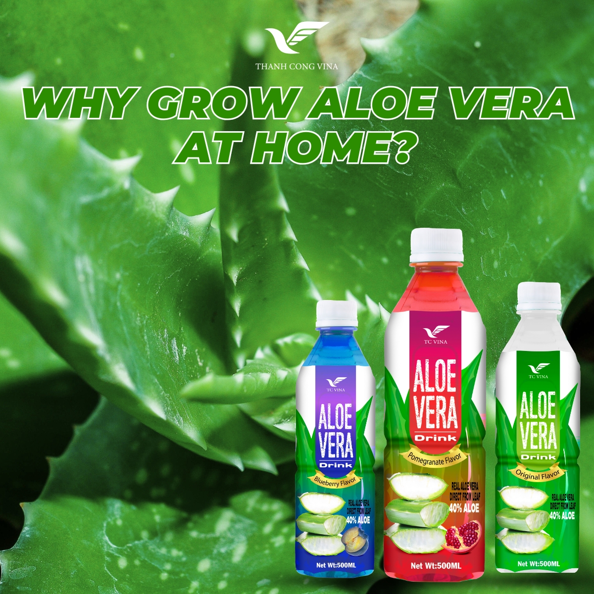 How to Grow and Harvest Aloe Vera at Home - Thanh Cong Vina